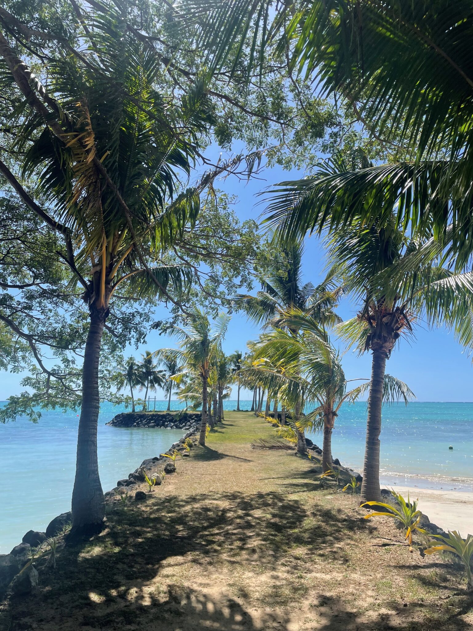Samoa Swim Series 2025 | Masters Swimming Queensland
